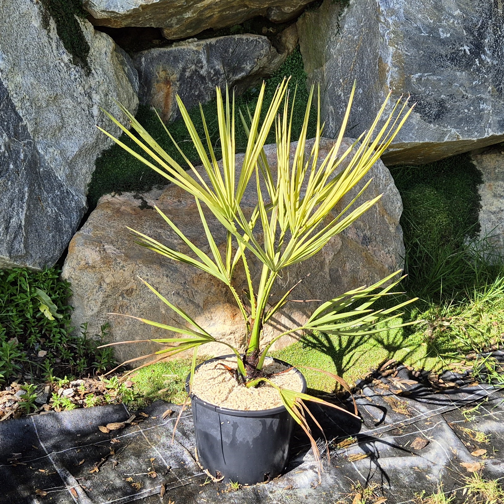 Livistona decora - Ninjacoconut